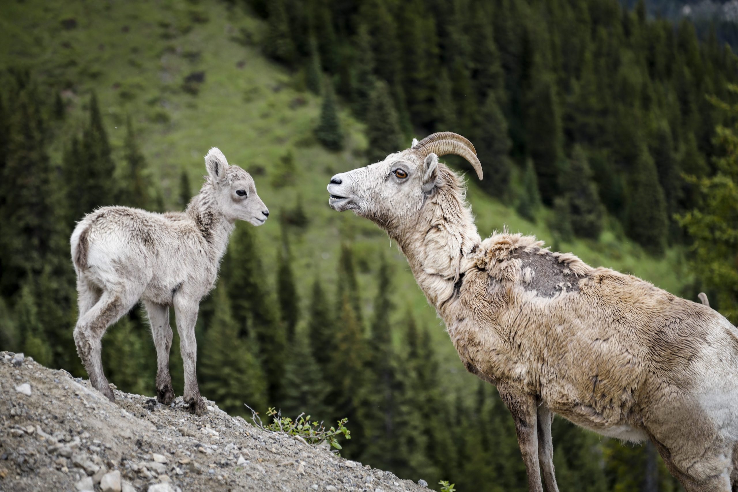 Alberta government knew bighorn sheep contaminated with coal mine ...