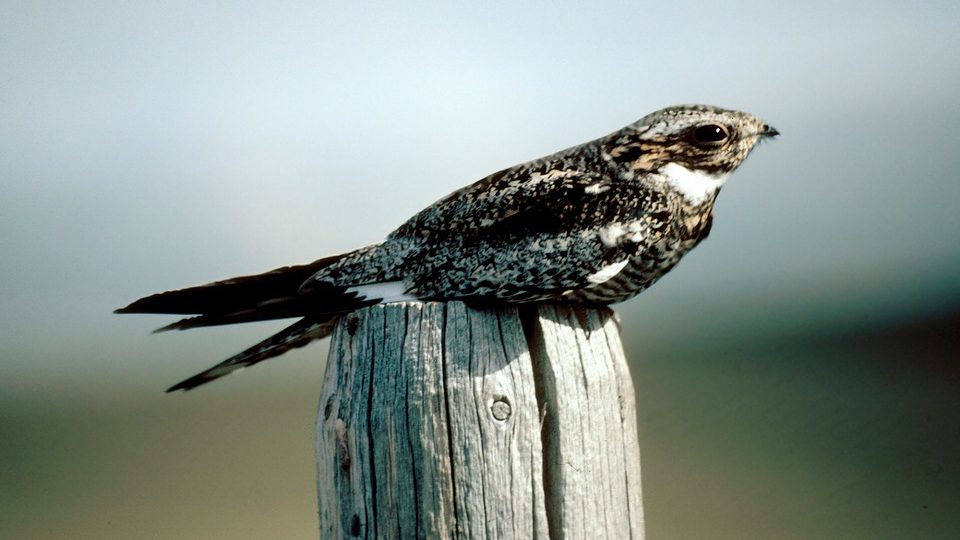 Researchers track common nighthawks to understand declining numbers