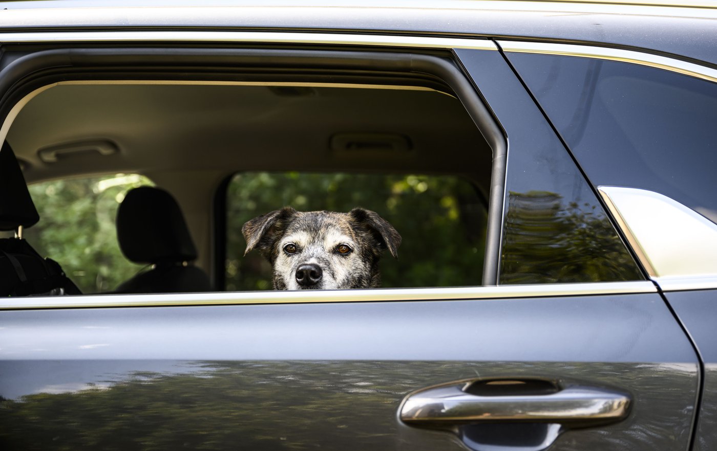 U.S. drops planned regulations for dogs crossing border from rabies ...