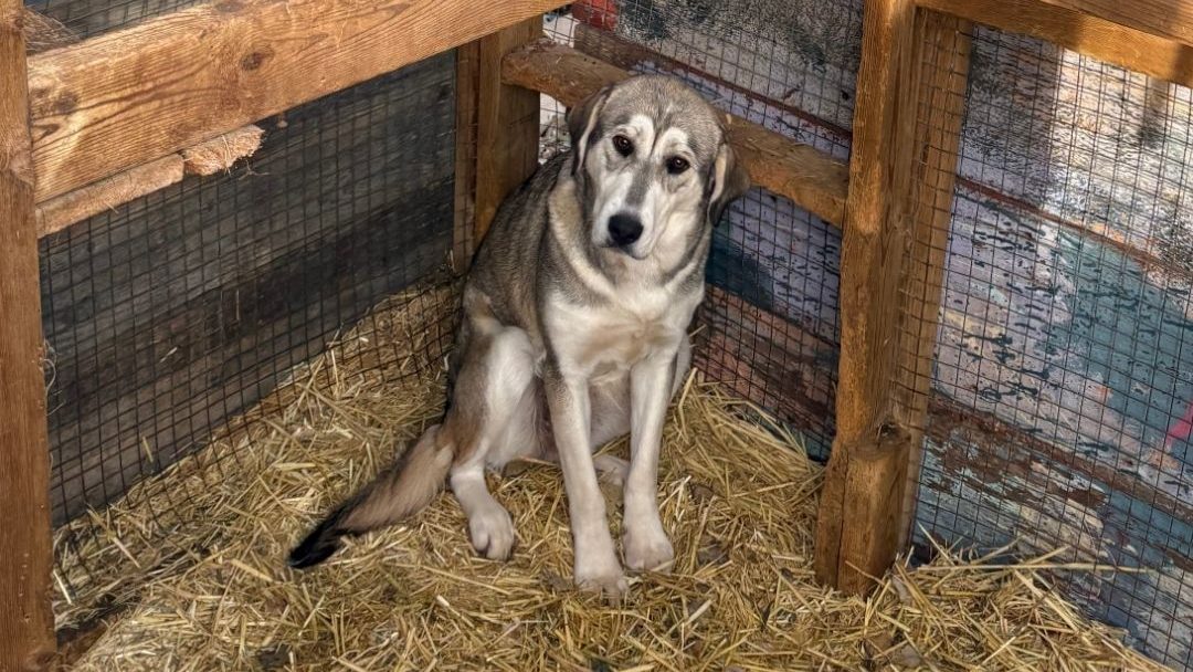 KDays announces 2025 Music Fest lineup