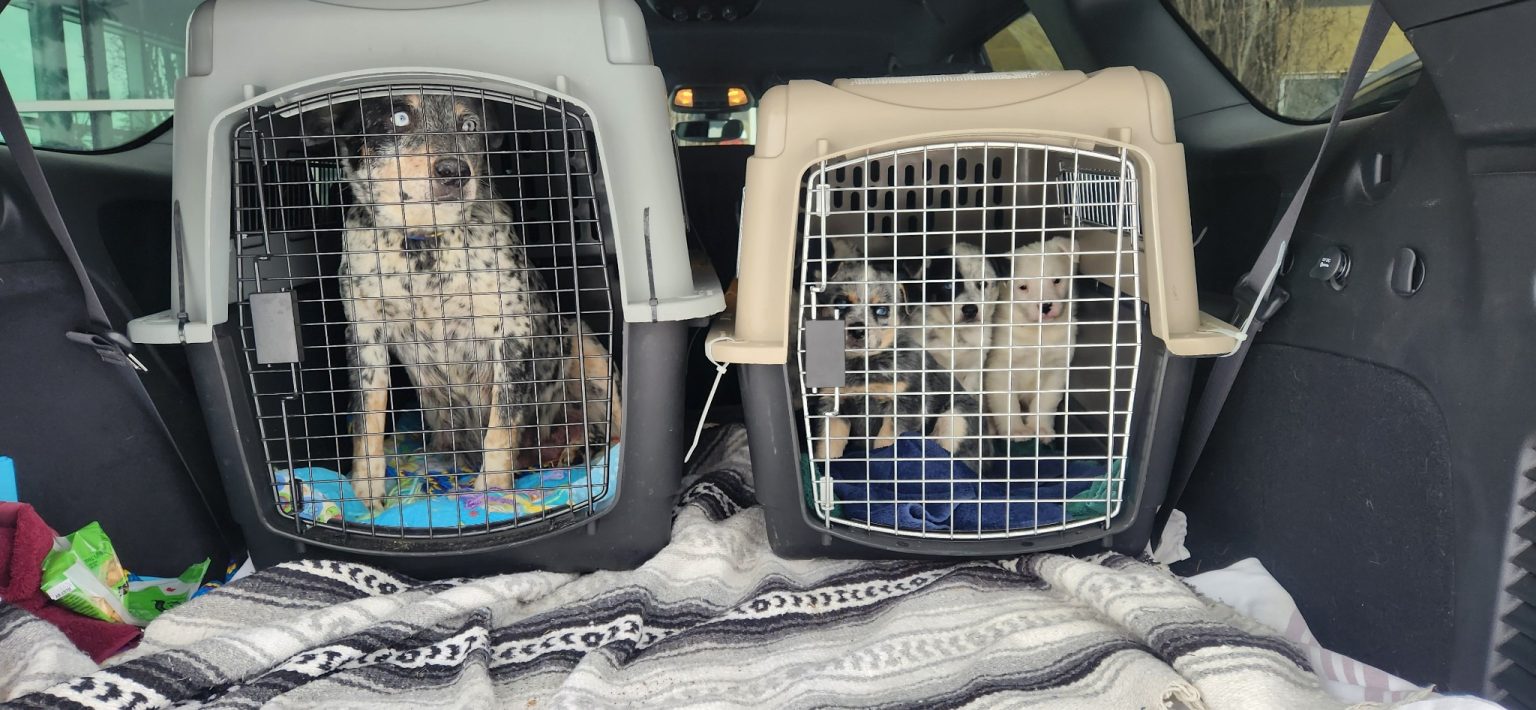 72 dogs surrendered to Alberta SPCA; owner charged with animal cruelty