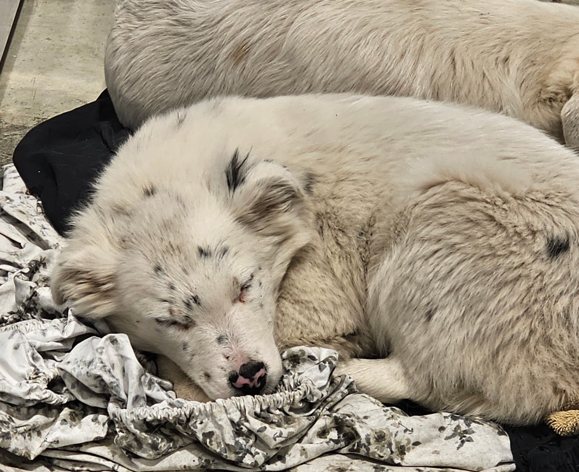 72 dogs surrendered to Alberta SPCA; owner charged with animal cruelty