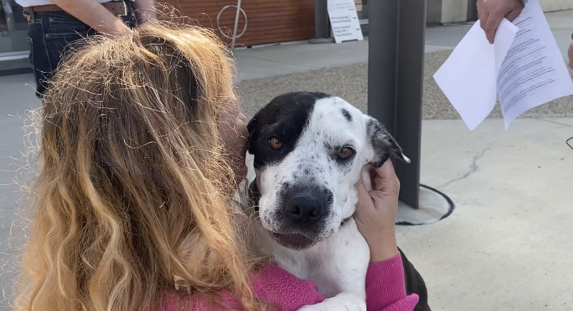 Animal Care and Control Centre pausing intake of heathy dogs | CityNews ...