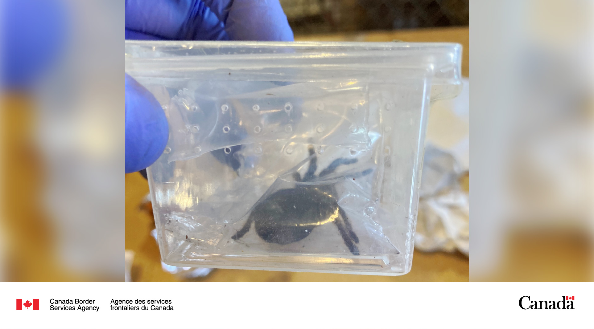 Live tarantulas found at Edmonton International Airport