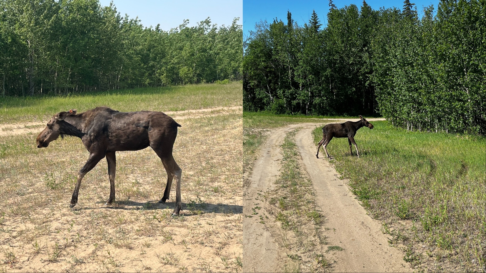 Wild moose chase: 2 yearlings relocated from Edmonton streets