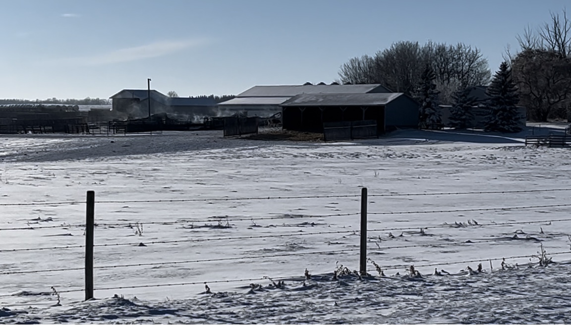 Leduc dairy barn fire kills more than 50 cows - CityNews Edmonton