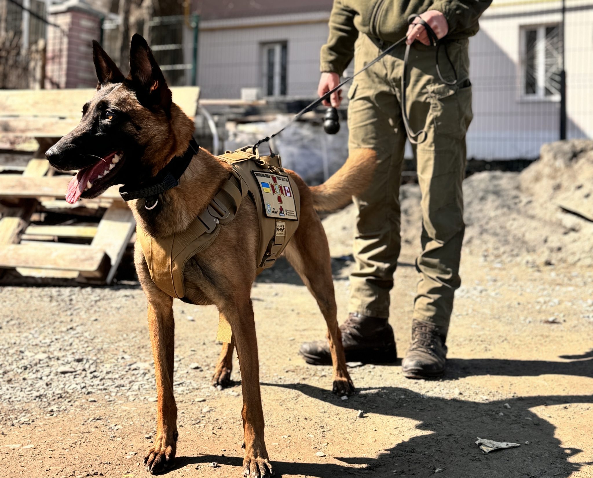 Alberta K9 is now in Ukraine - CityNews Edmonton