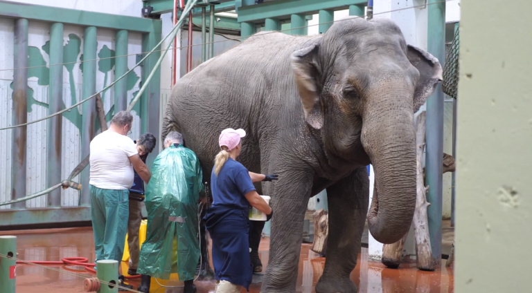 Lucy the elephant doing well but still too sick to move - CityNews Edmonton