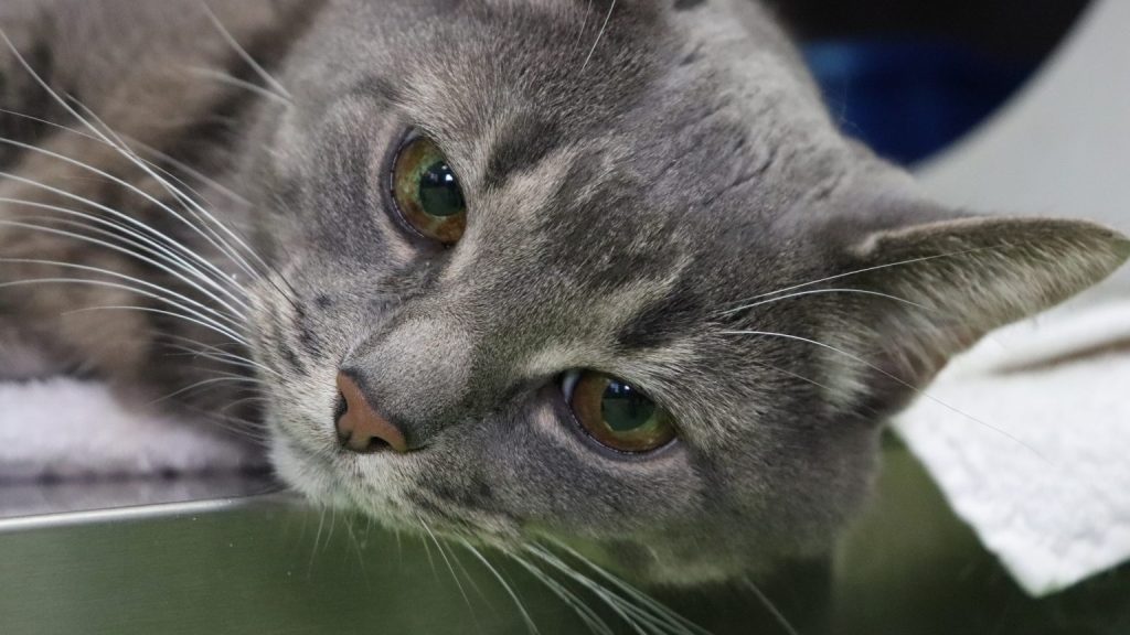 Edmonton introduces updated animal care and control bylaw