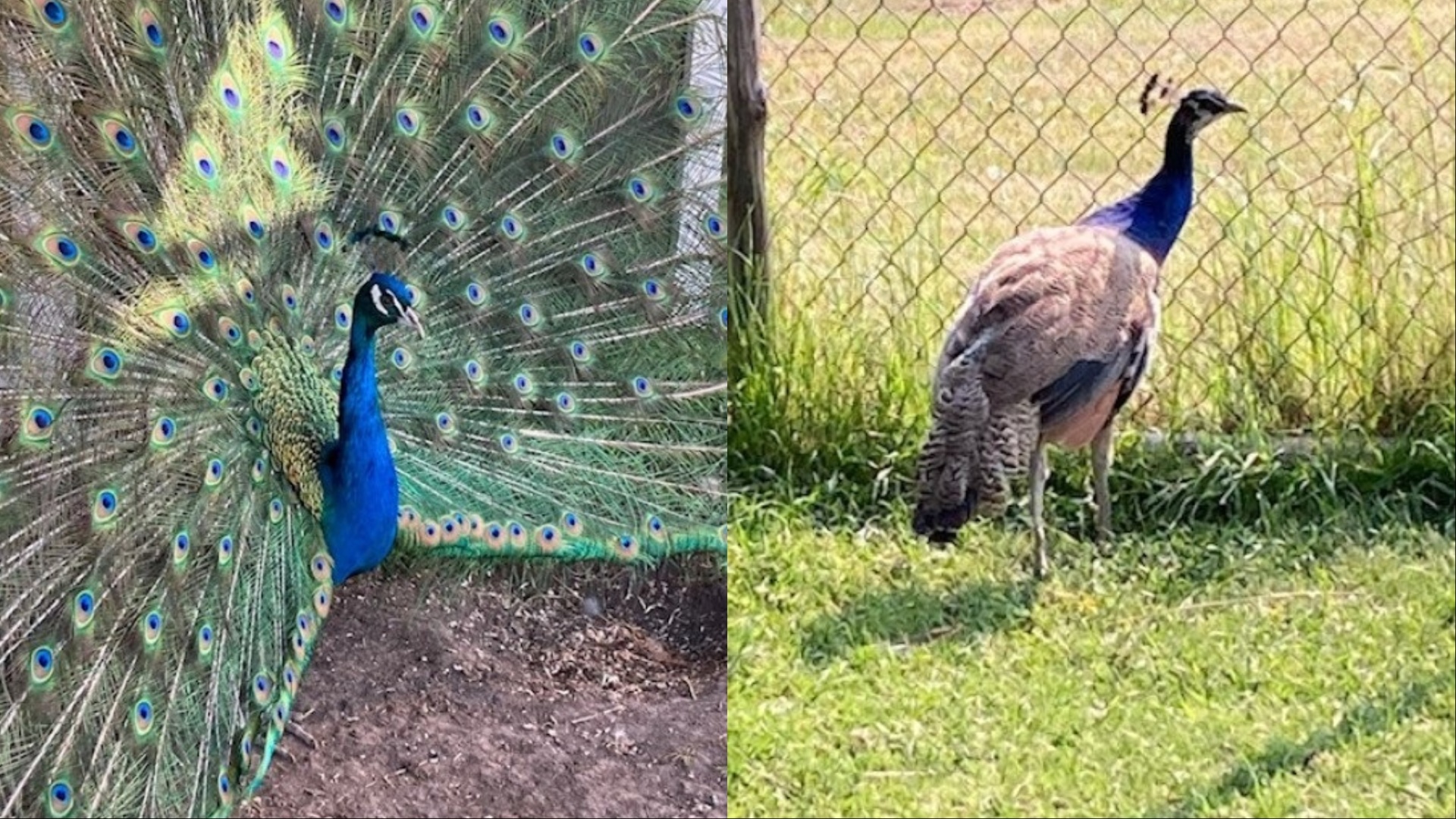 Stolen Alberta peacocks Pete and Hilda found, returned to their owners