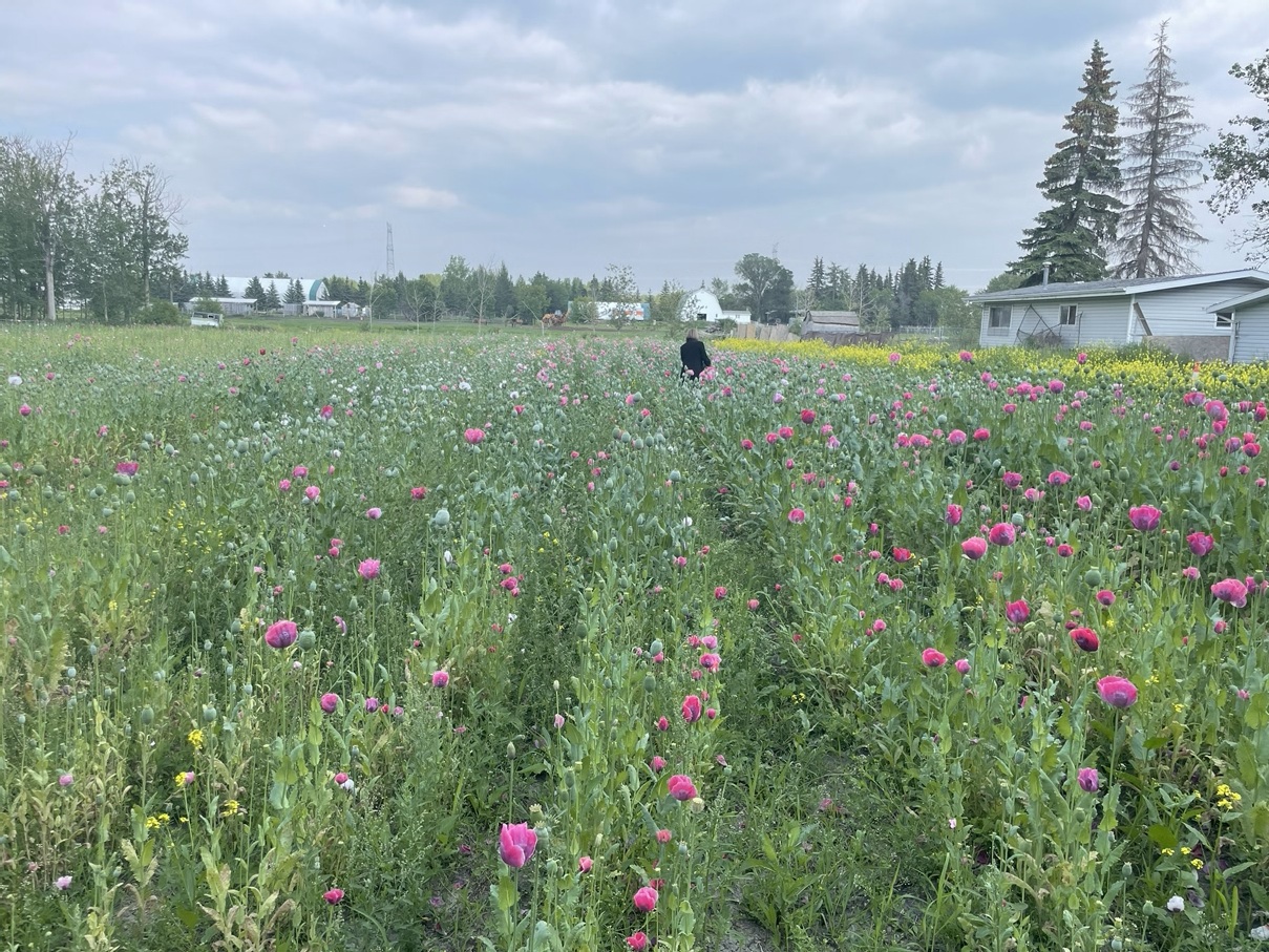 60,000 opium poppy plants seized from Edmonton property