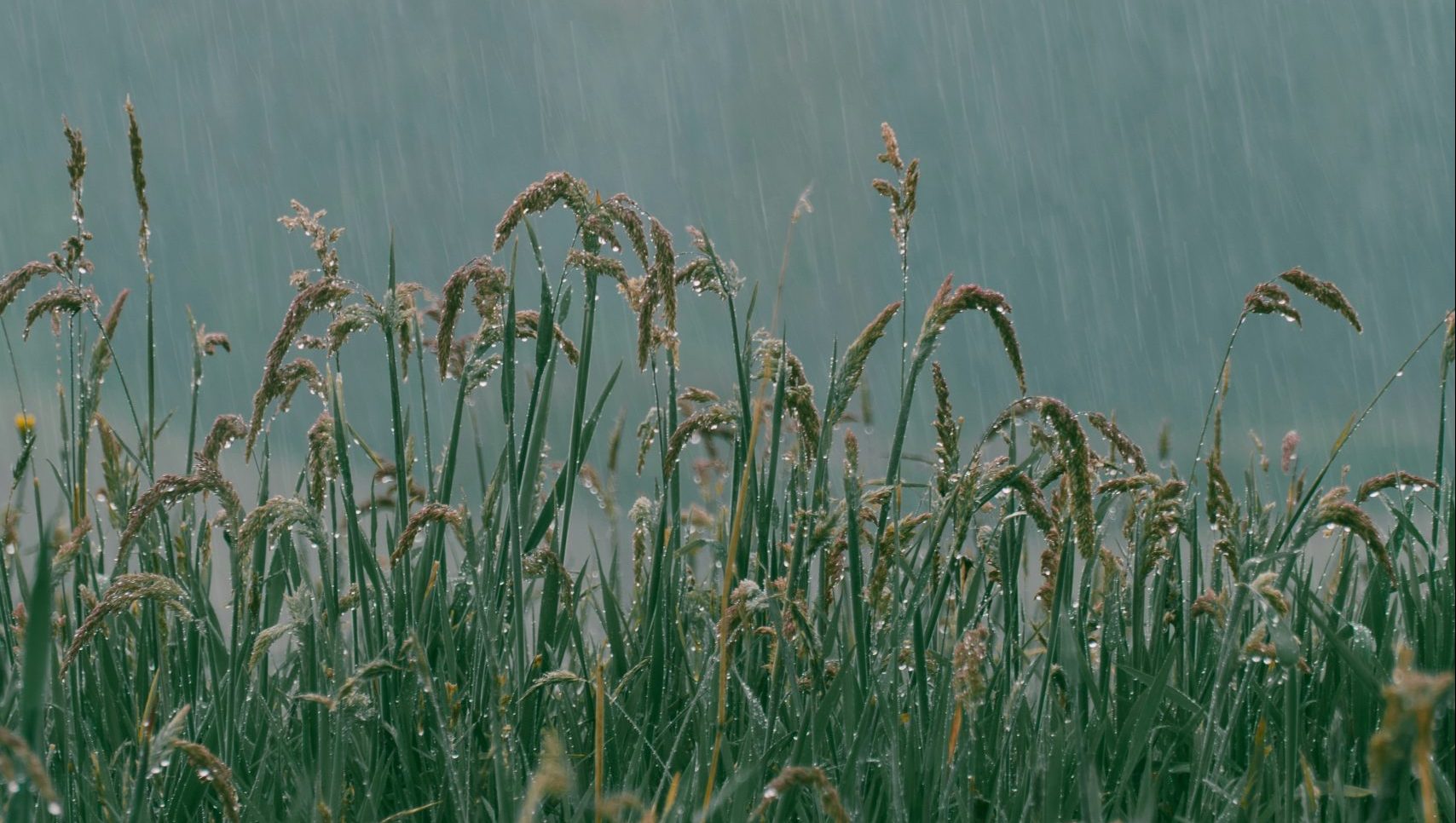Alberta weather: farmers welcome rain after drought