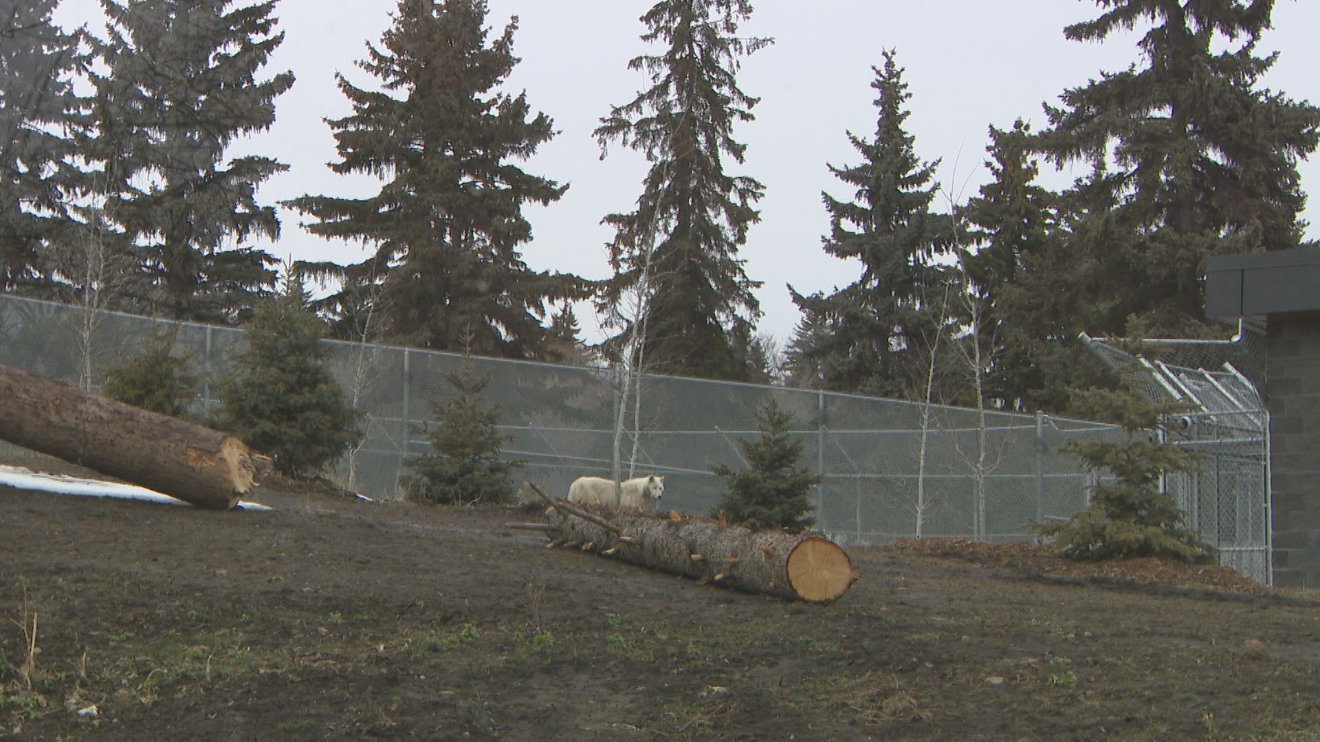 Edmonton Valley Zoo’s Arctic wolves enter new ‘naturalized’ habitat ...