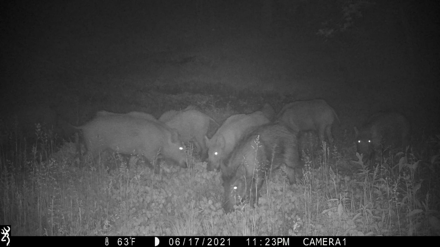 Alberta encourages wild boar hunting as population skyrockets