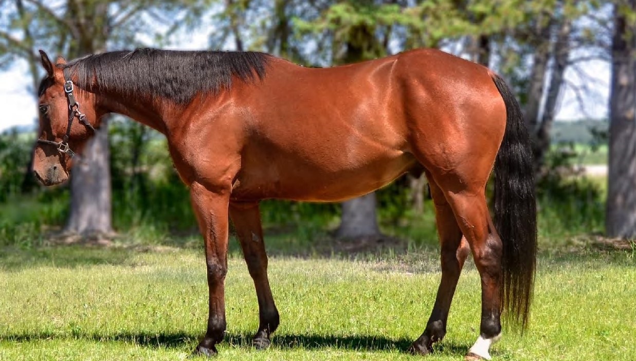 RCMP arrest Alberta woman accused of refusing to return stolen horse