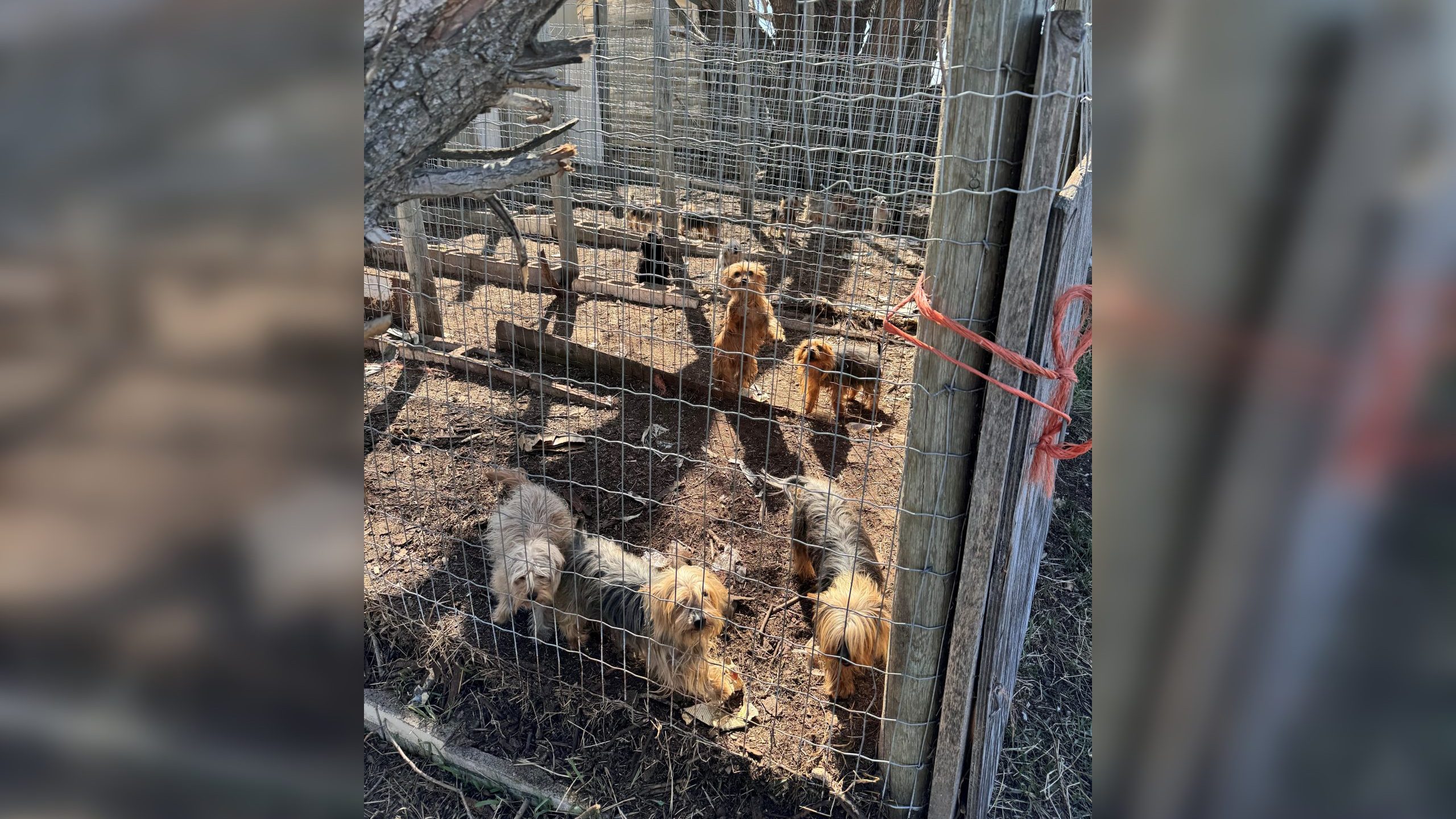 SPCA, RCMP seize 82 animals in Southern Alberta
