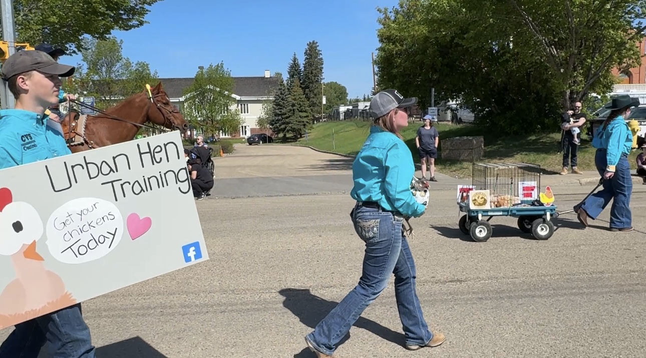 Chickens on parade in St. Albert to promote urban hen programs ...