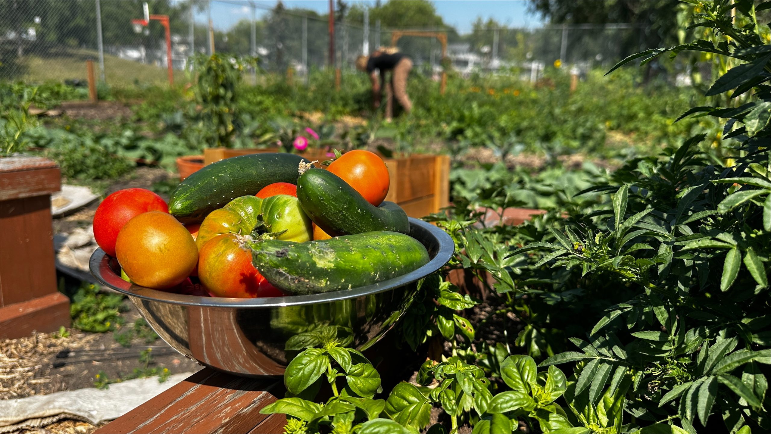 Community garden initiative in Edmonton gives growing lessons ...