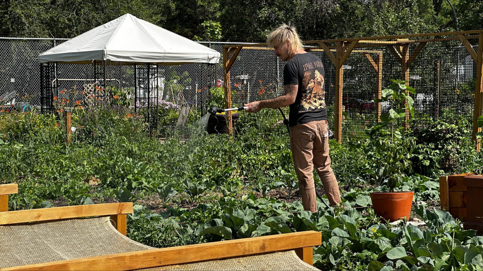 Community garden initiative in Edmonton gives growing lessons ...